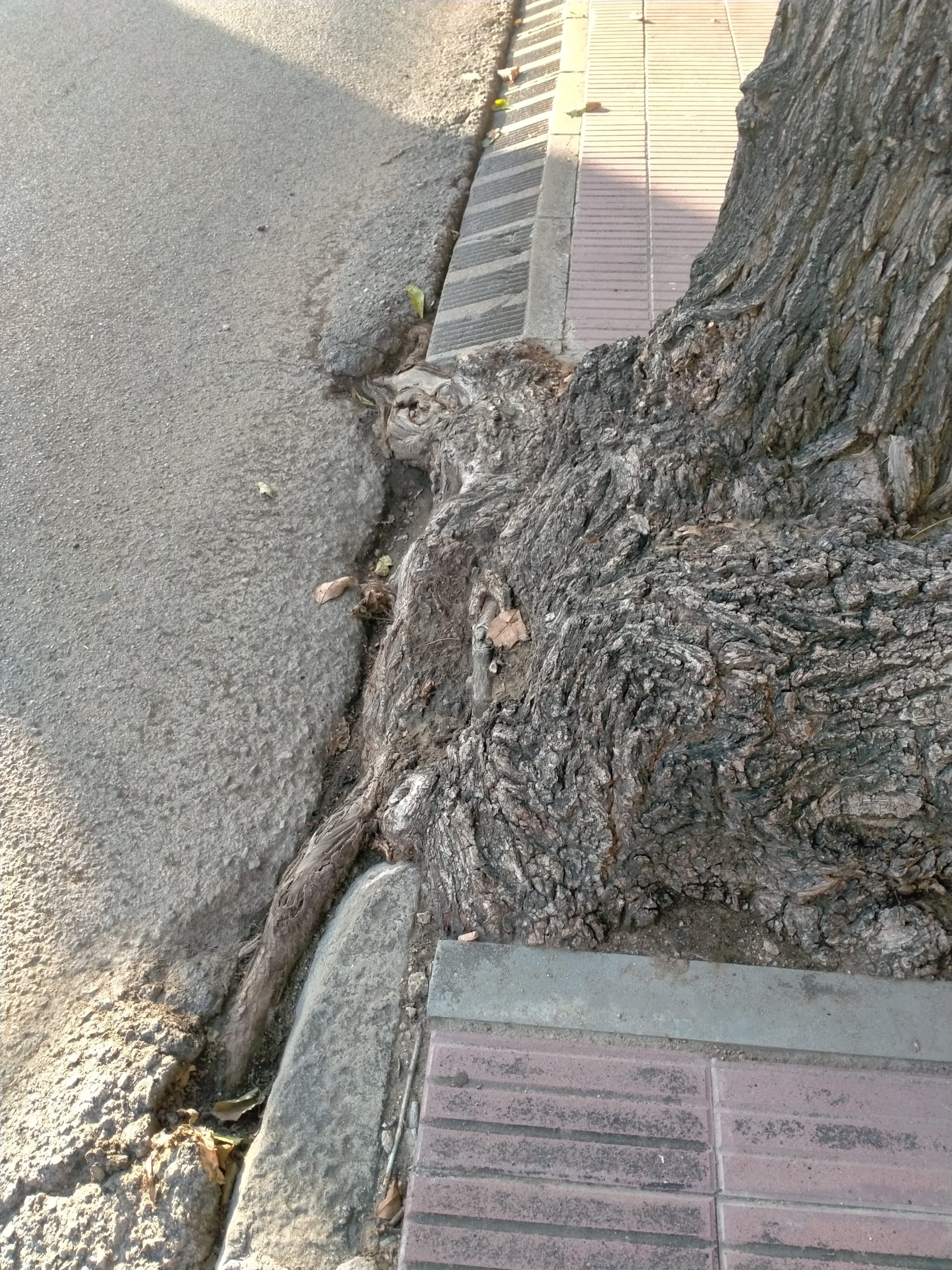 Guaita! - Periodic08640